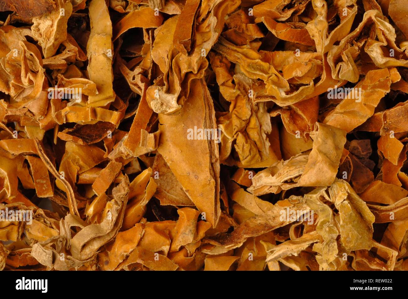 Dried Gualou shells (Trichosanthes), used in traditional Chinese ...