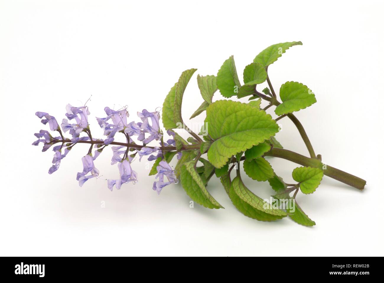 Spurflowers (Plectranthus zuluensis), medicinal plant Stock Photo - Alamy