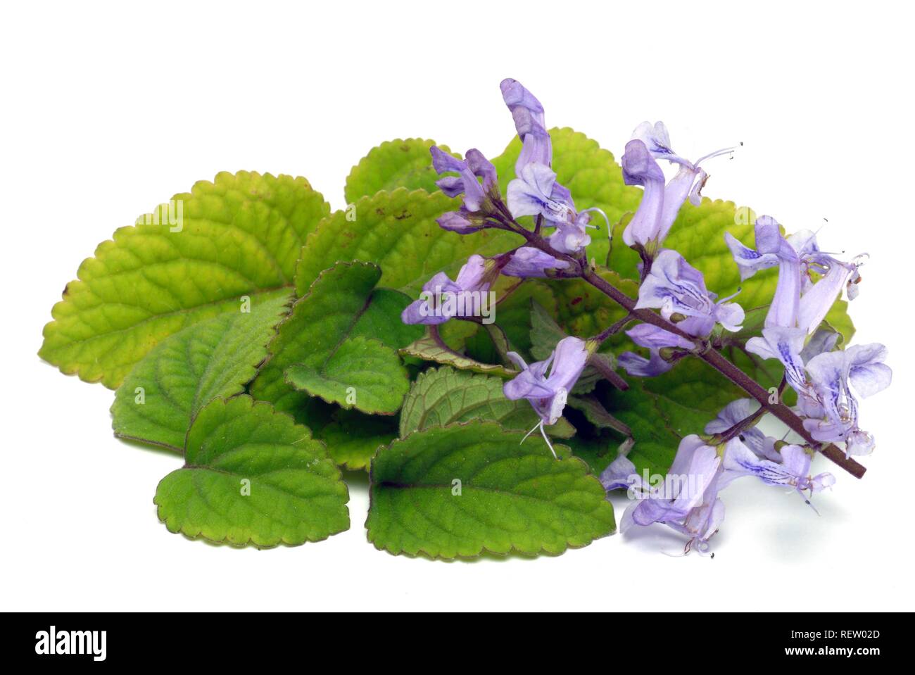 Spurflowers (Plectranthus zuluensis), medicinal plant Stock Photo - Alamy