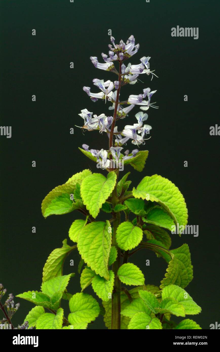 Spurflowers (Plectranthus zuluensis), medicinal plant Stock Photo - Alamy
