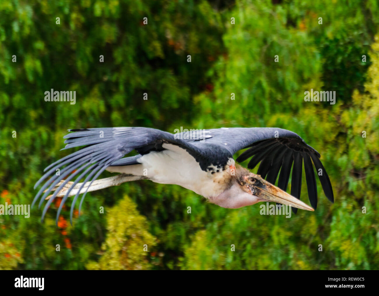Marabou stork leptoptilos crumeniferus awasa hi-res stock photography ...