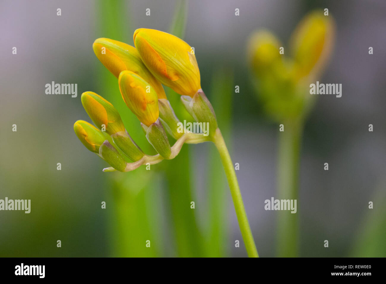 Flowers photographed with depth of field hi-res stock photography and ...
