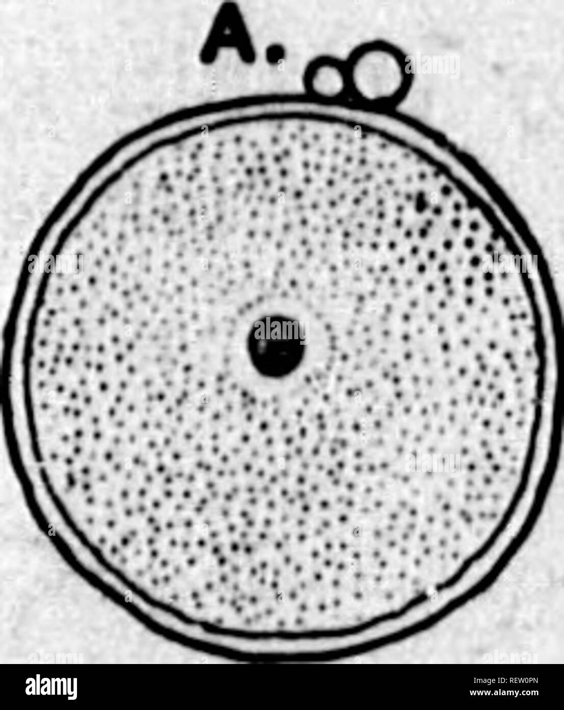 Va kernel hi-res stock photography and images - Alamy