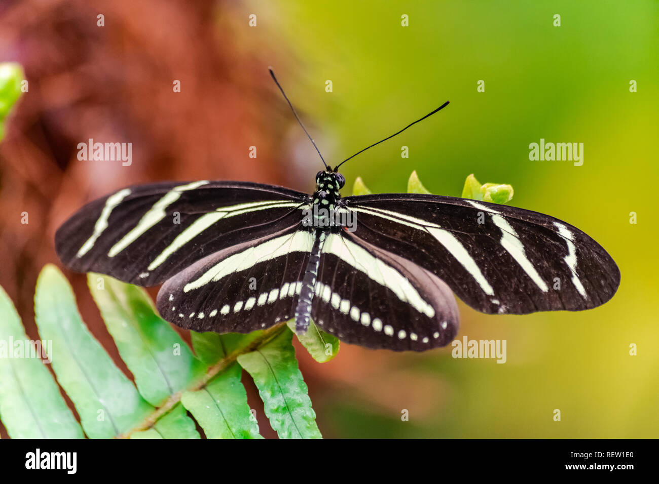 Zebra longwing butterfly (Heliconius Charithonia) resting on a green ...