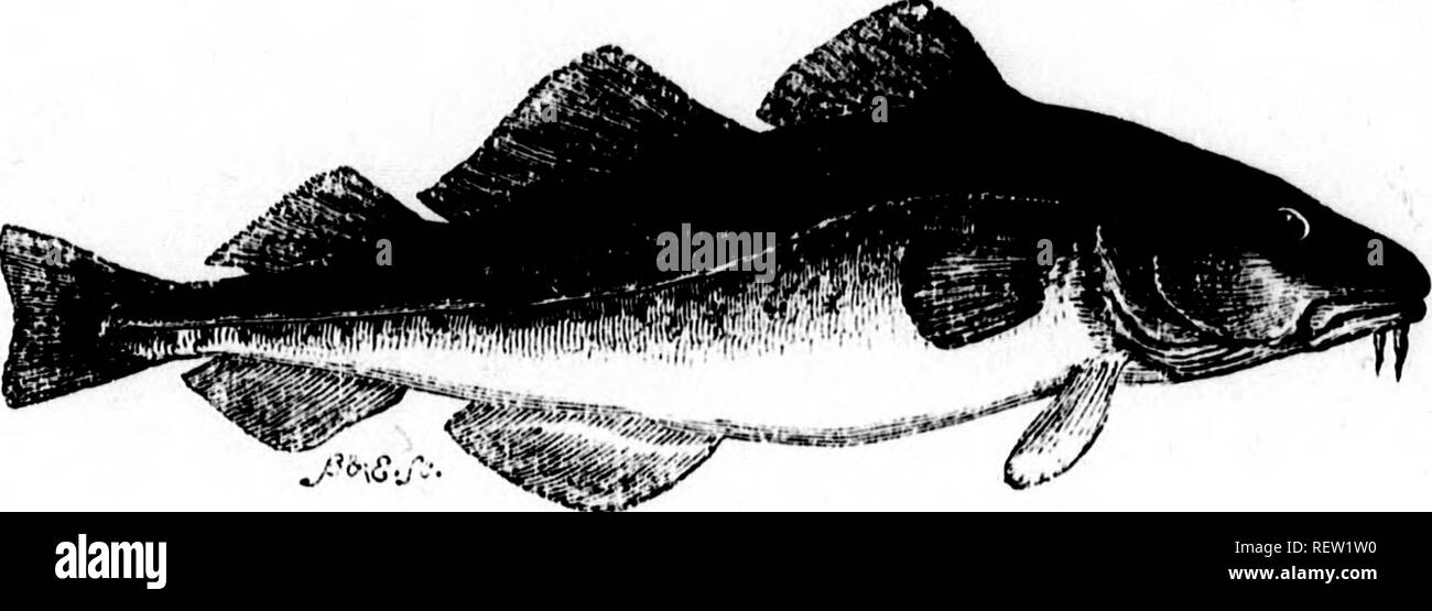 . Frank Forester's fish and fishing of the United States and British ...