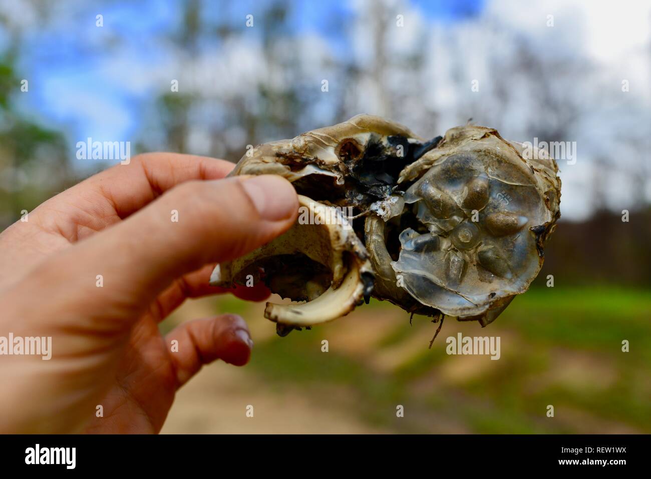 A melted and fire damaged plastic bottle, Mia Mia State Forest ...