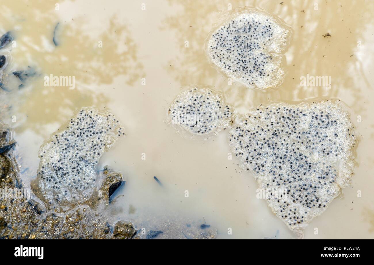 Cane toad Rhinella marina eggs floating in a muddy puddle after rains, Mia Mia State Forest ...
