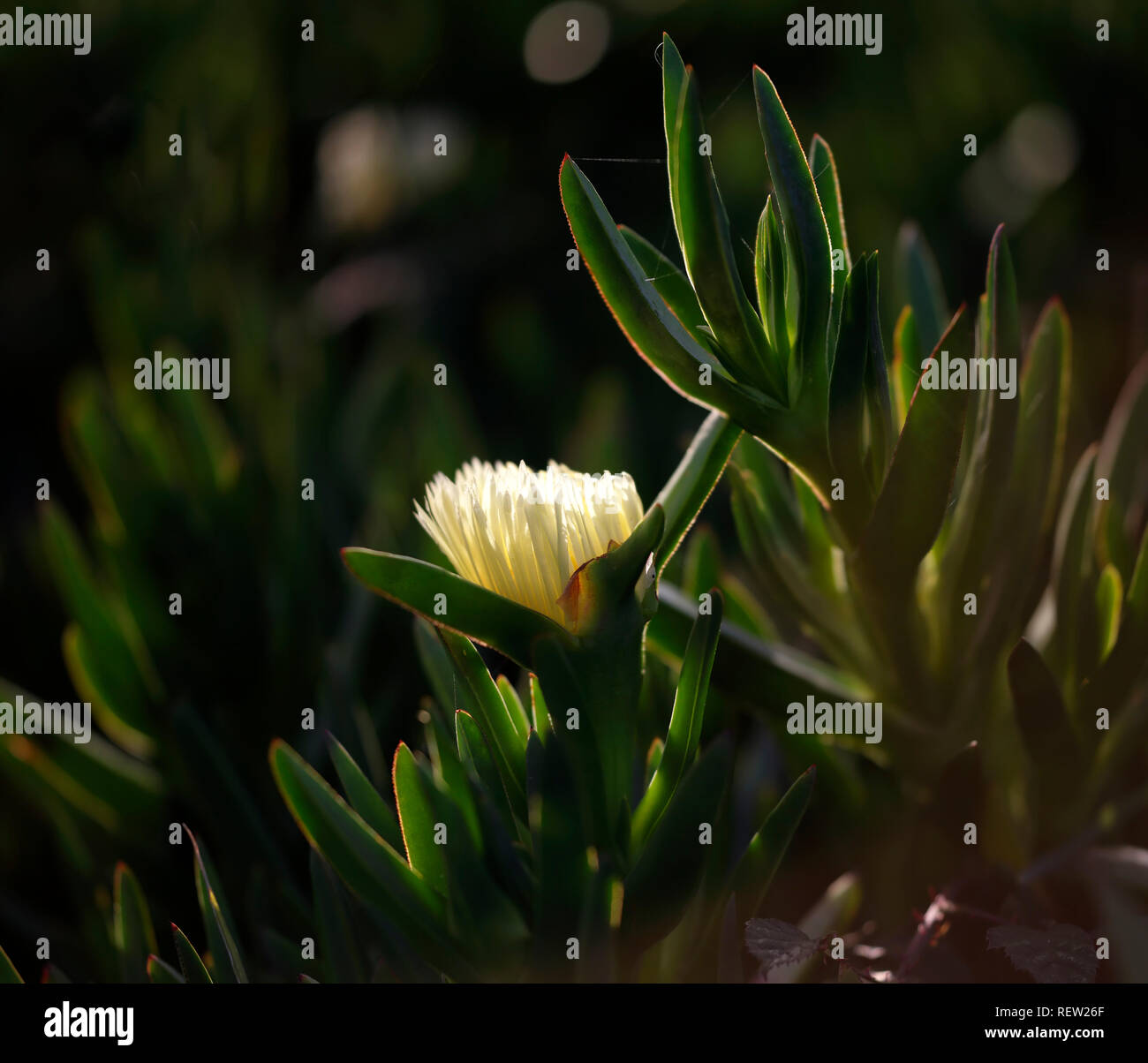 Carpobrotus Edulis yellow flower backlit by a beautiful end of the day ...