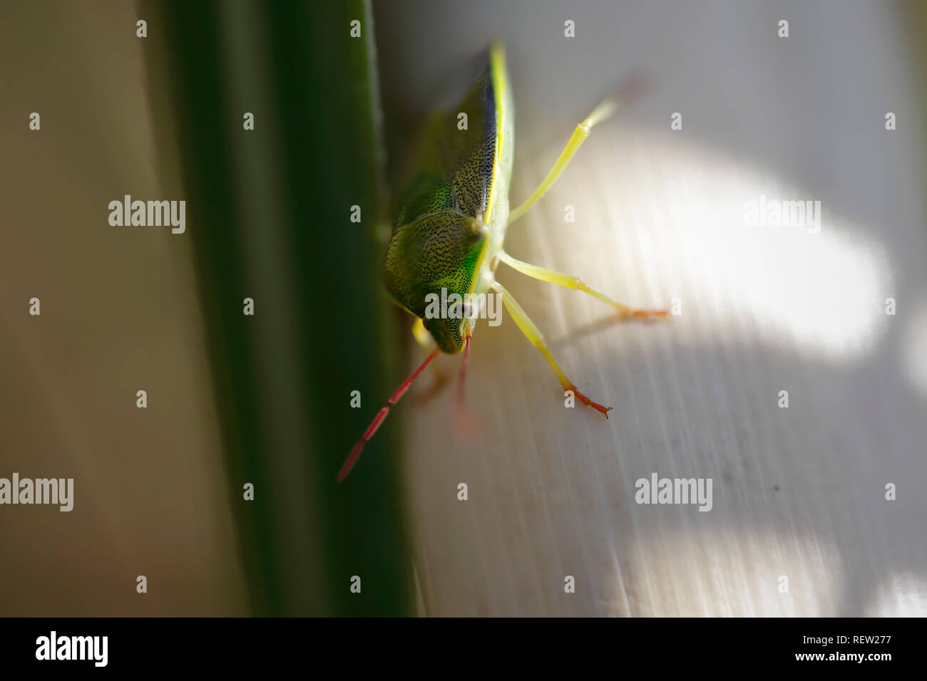 Backlit macro of a green bug, heteroptera. Shallow DOF Stock Photo - Alamy