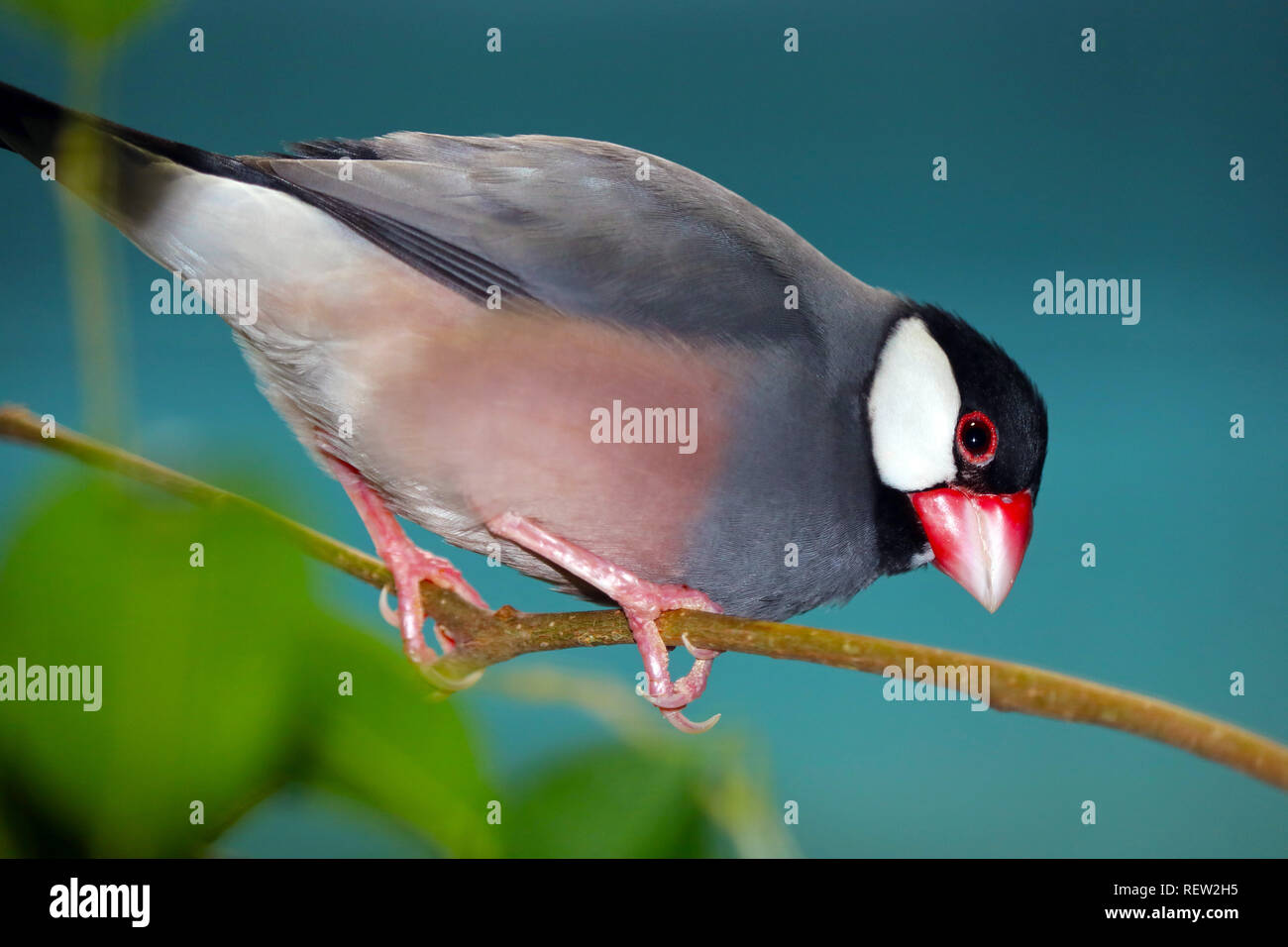 White java sparrow hi-res stock photography and images - Alamy