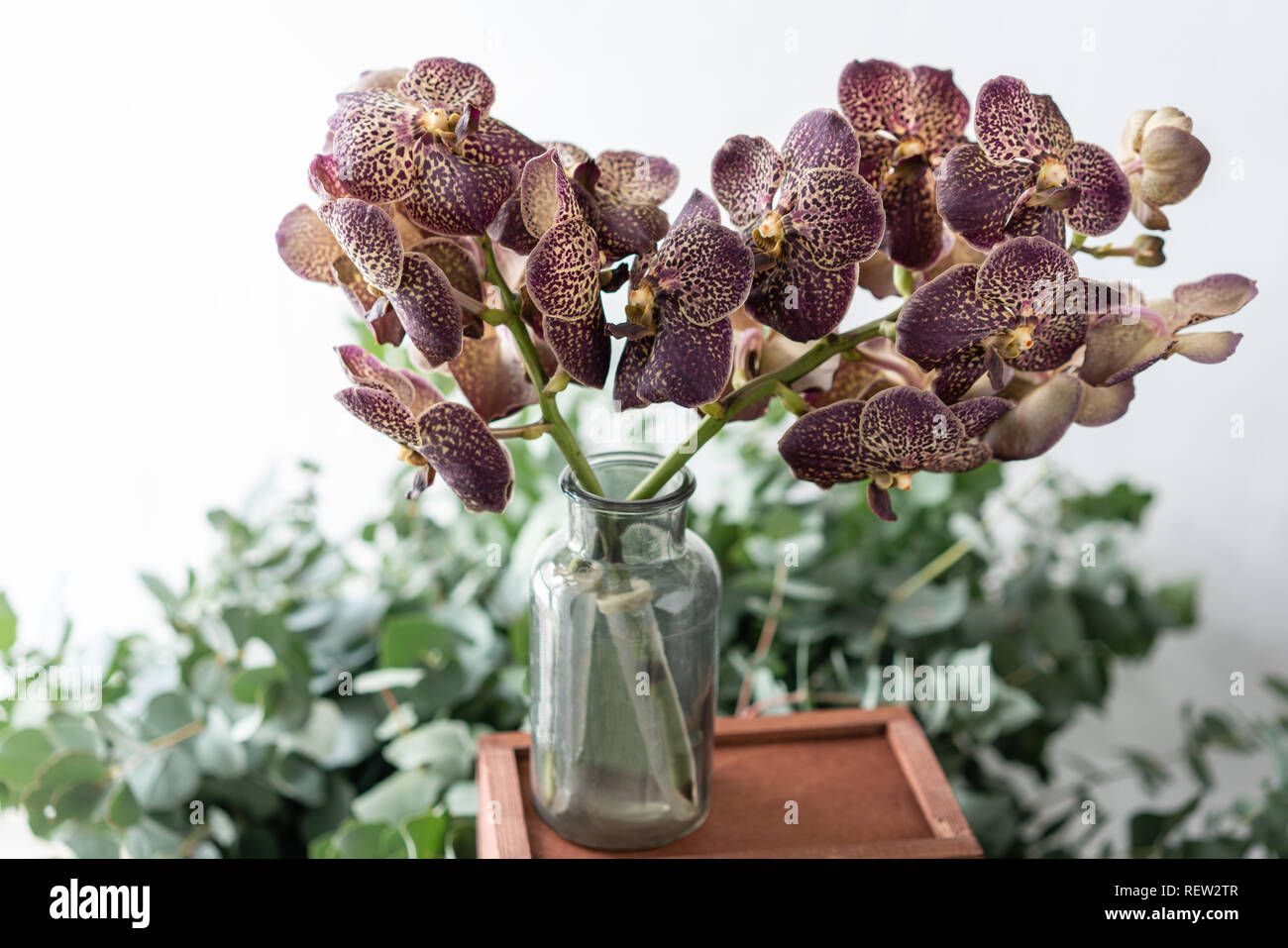 Japanese Wanda Orchid, dark purple. Bunch unusual in glass vase ...