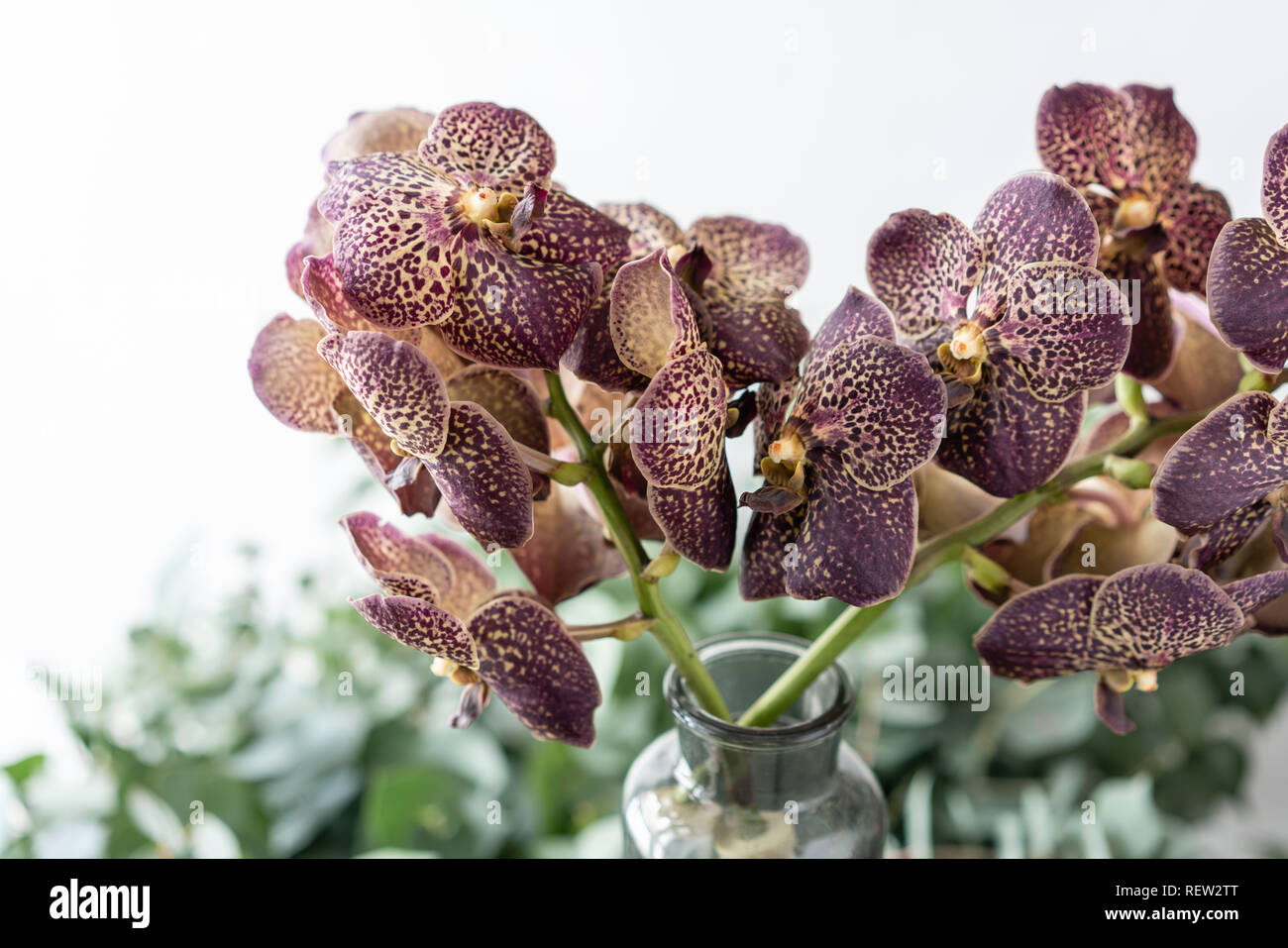 Japanese Wanda Orchid, dark purple. Bunch unusual in glass vase ...