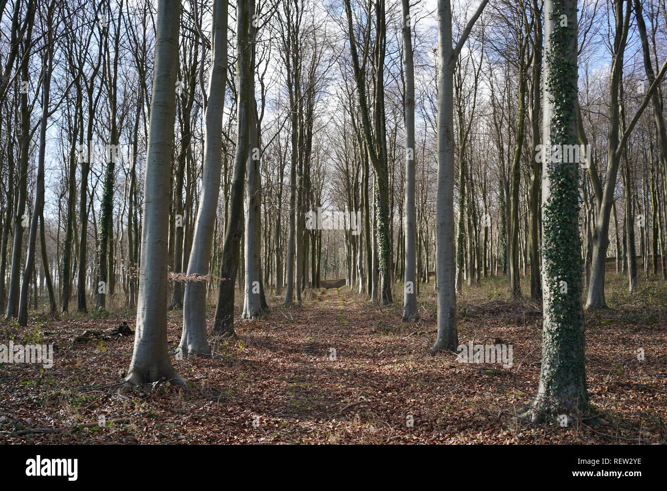 Outskirts of forest hi-res stock photography and images - Alamy