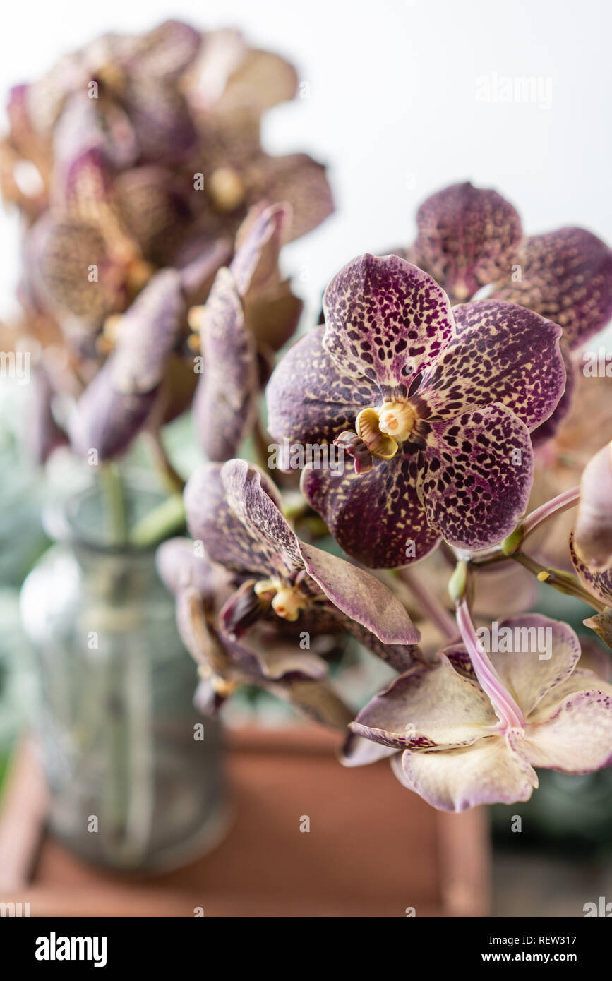 Japanese Wanda Orchid, dark purple. Bunch unusual in glass vase ...