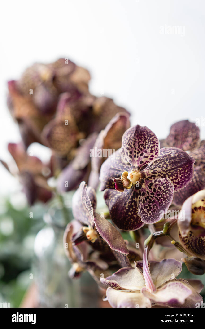 Japanese Wanda Orchid, dark purple. Bunch unusual in glass vase ...