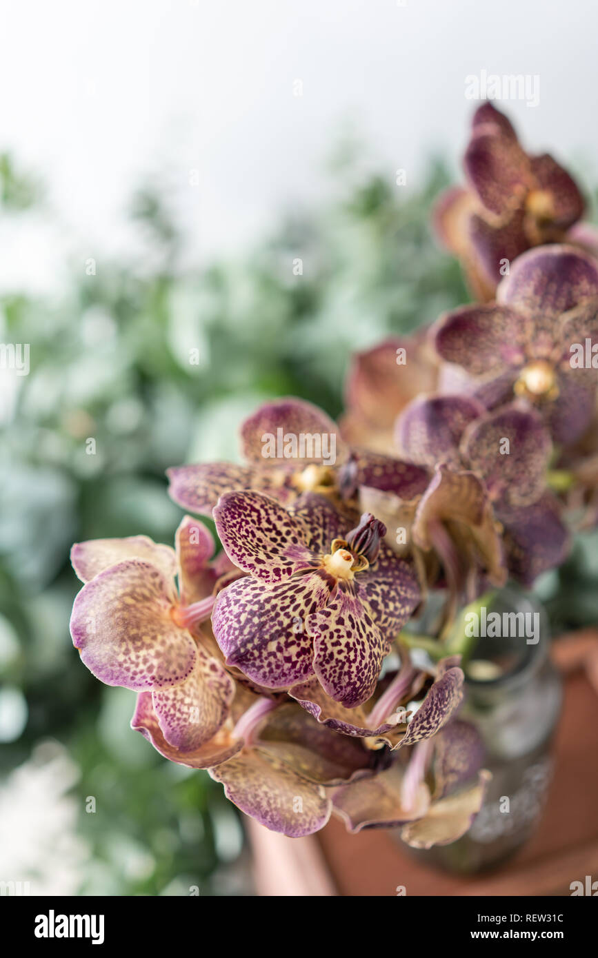 Japanese Wanda Orchid, dark purple. Bunch unusual in glass vase ...