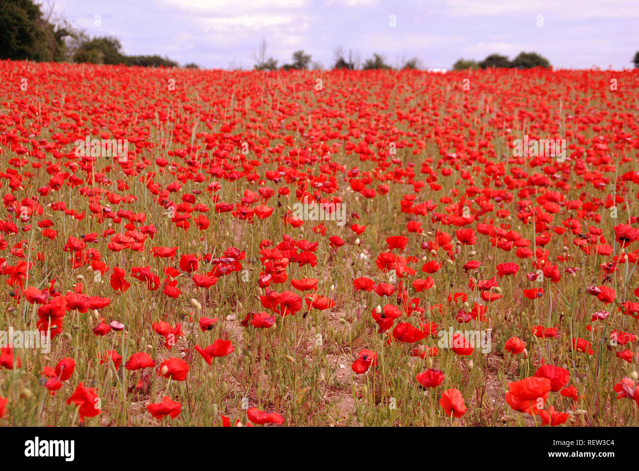 Poppy fields in an English summer Stock Photo - Alamy