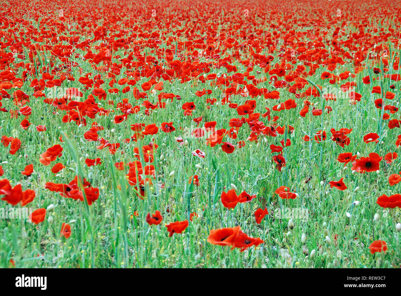 Poppy fields in an English summer Stock Photo - Alamy