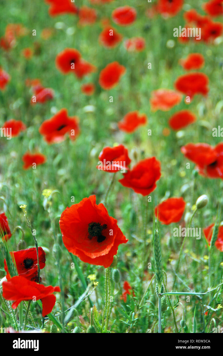 Poppy fields in an English summer Stock Photo - Alamy