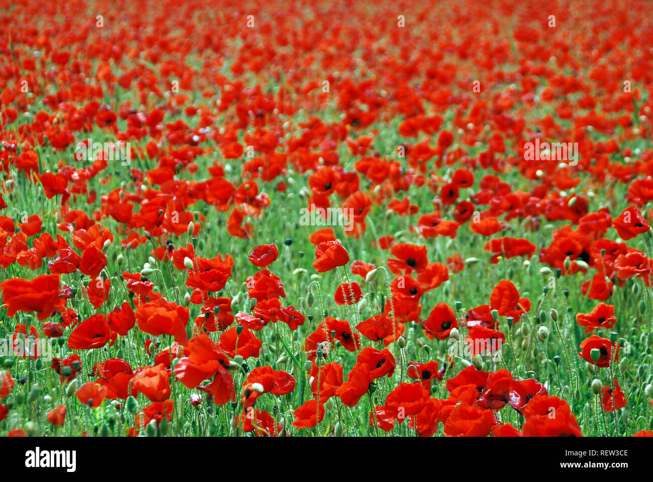 Poppy fields in an English summer Stock Photo - Alamy