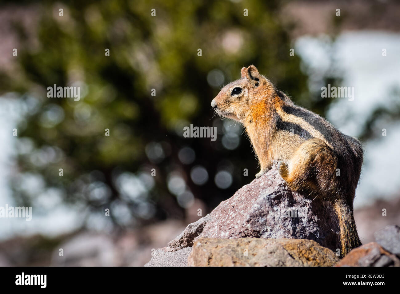Side profile of chipmunk hi-res stock photography and images - Alamy