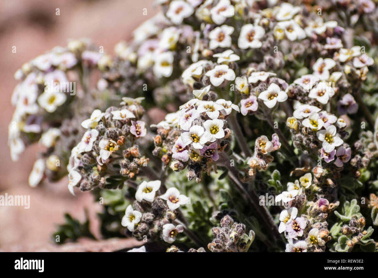 Alpine false candytuft (Smelowskia ovalis) wildflower blooming among ...