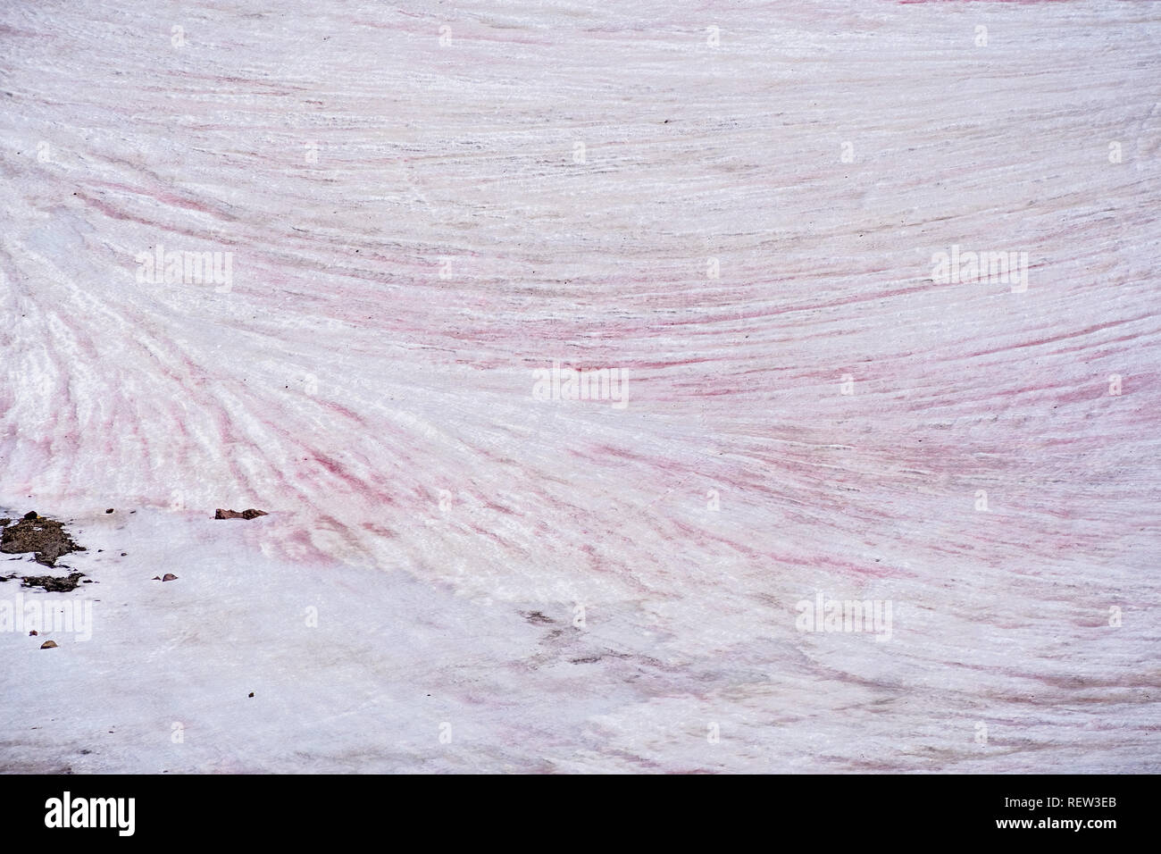 Pink colored frozen snow melting under the bright sun Stock Photo - Alamy