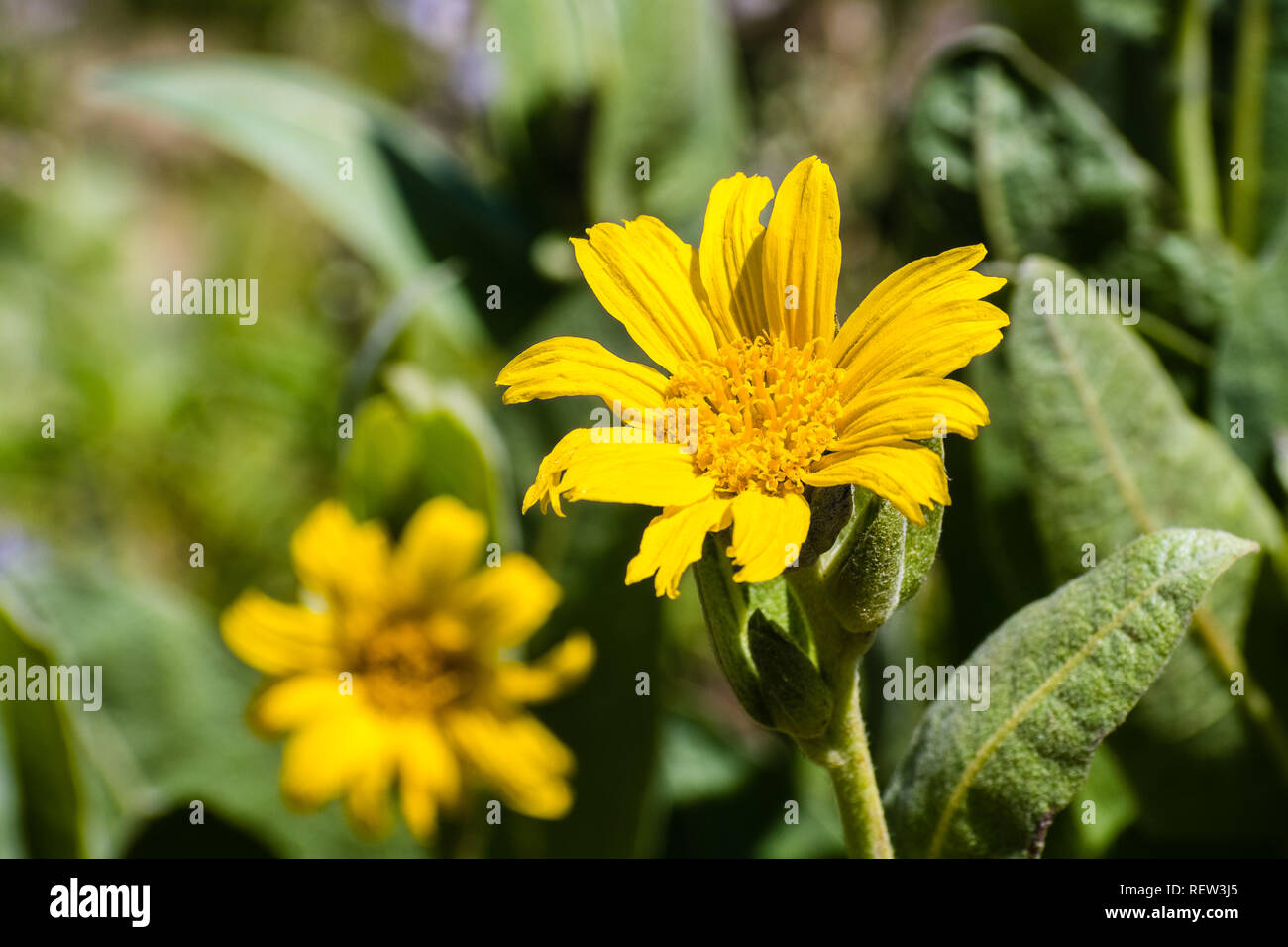Narrowleaf Mule-Ears (Wyethia angustifolia) wildflowers blooming in ...