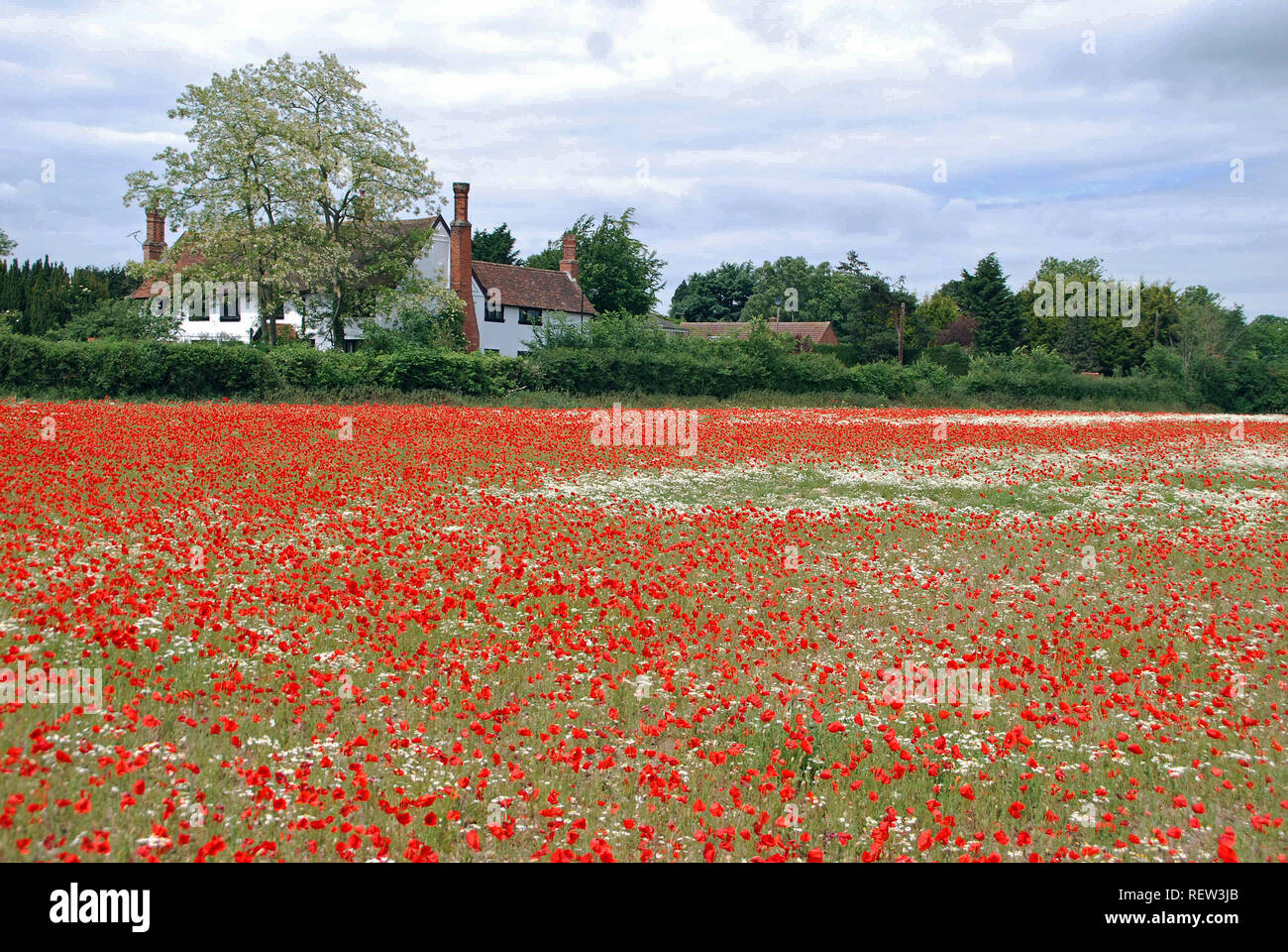 Poppy fields in an English summer Stock Photo - Alamy