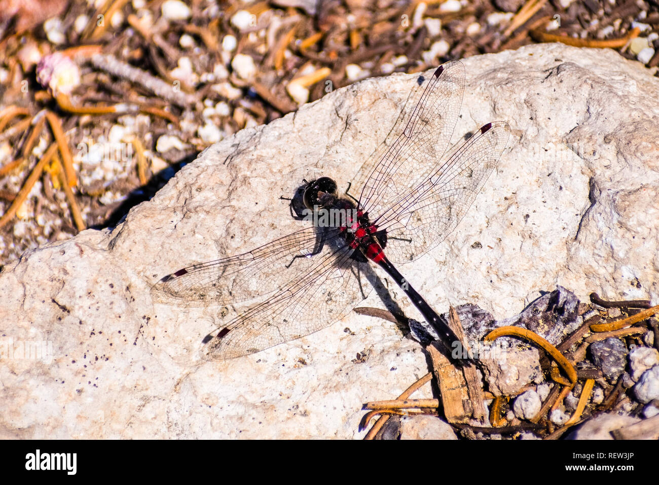Dragonfly from above hi-res stock photography and images - Alamy