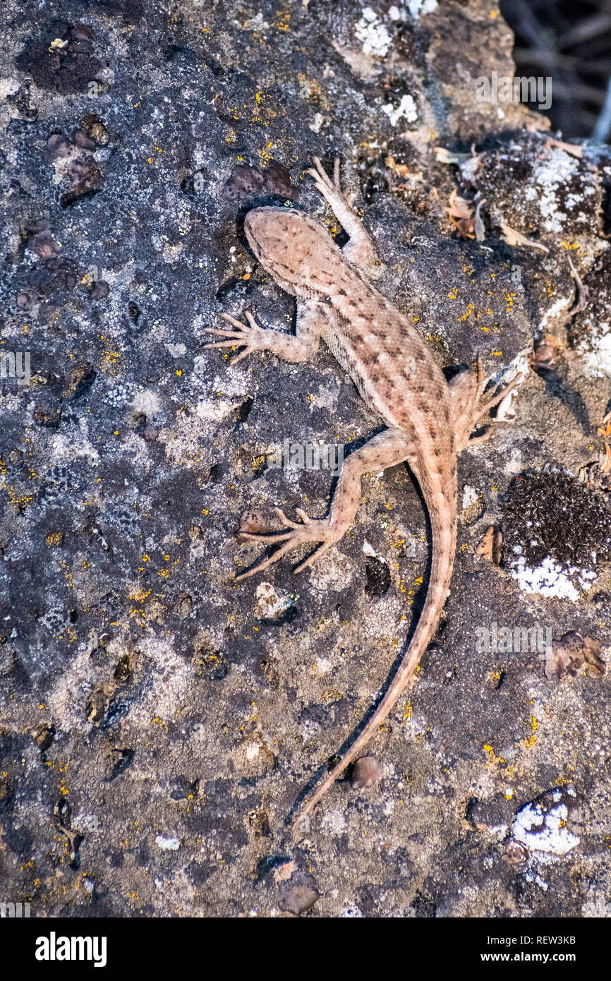 Aerial view of an Western Fence Lizard (Sceloporus occidentalis ...