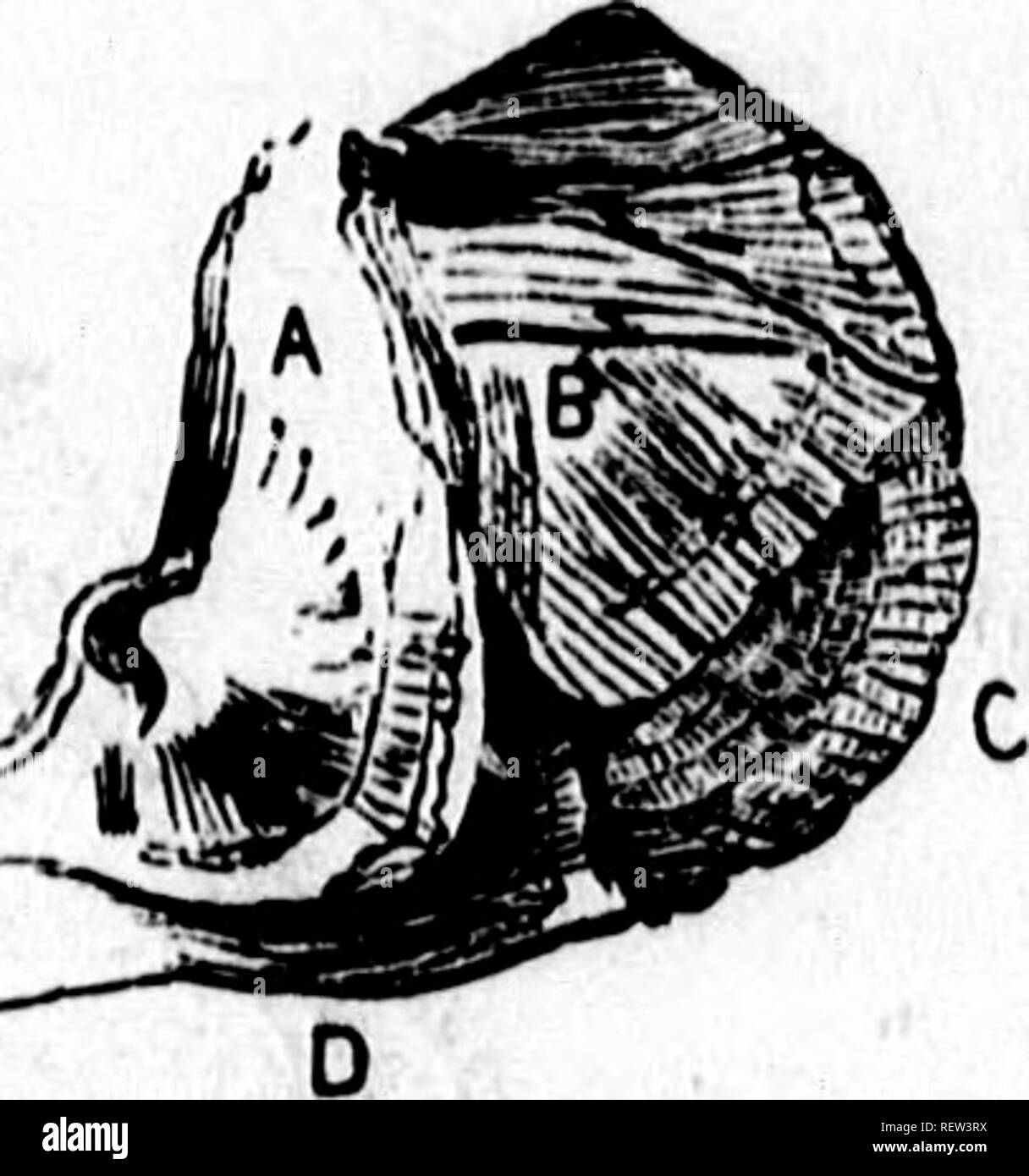 Operculum of a fish hi-res stock photography and images - Alamy