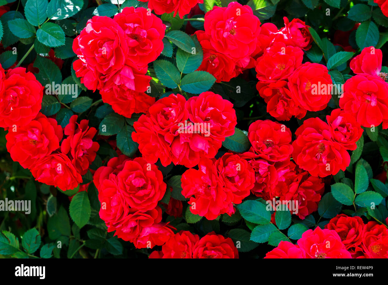 beautiful bush of red flowers Stock Photo - Alamy