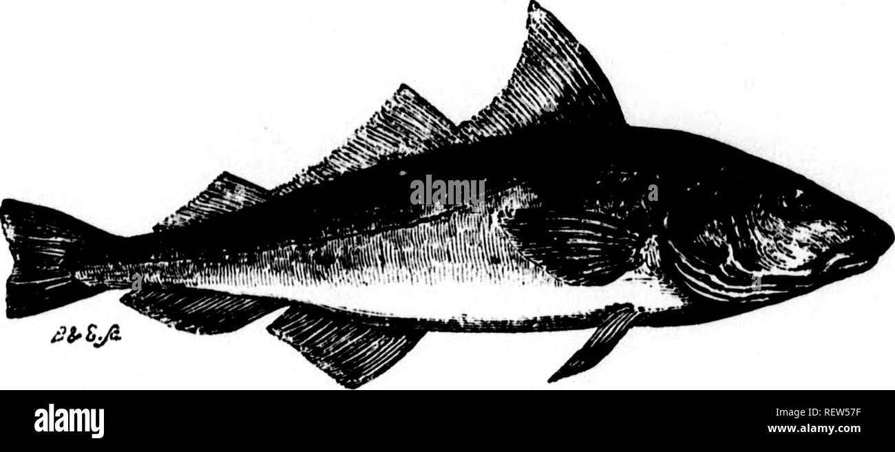 . Frank Forester's fish and fishing of the United States and British ...