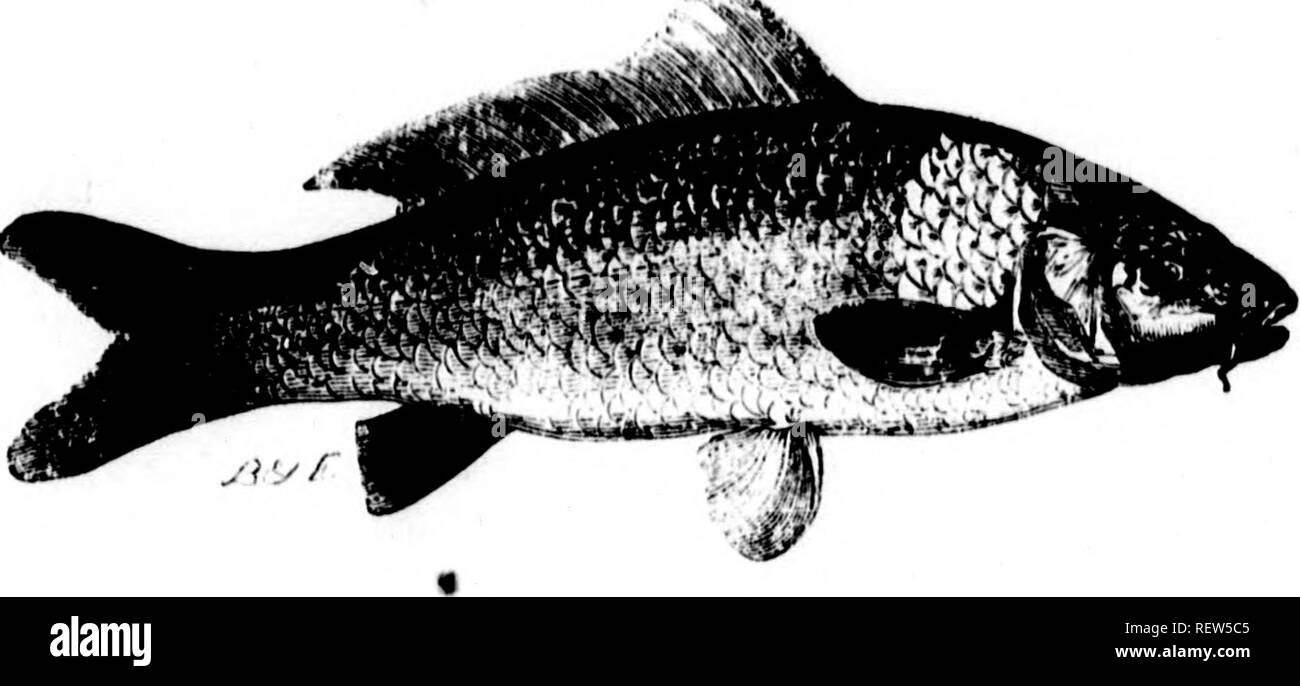 Toothless carp Black and White Stock Photos & Images - Alamy