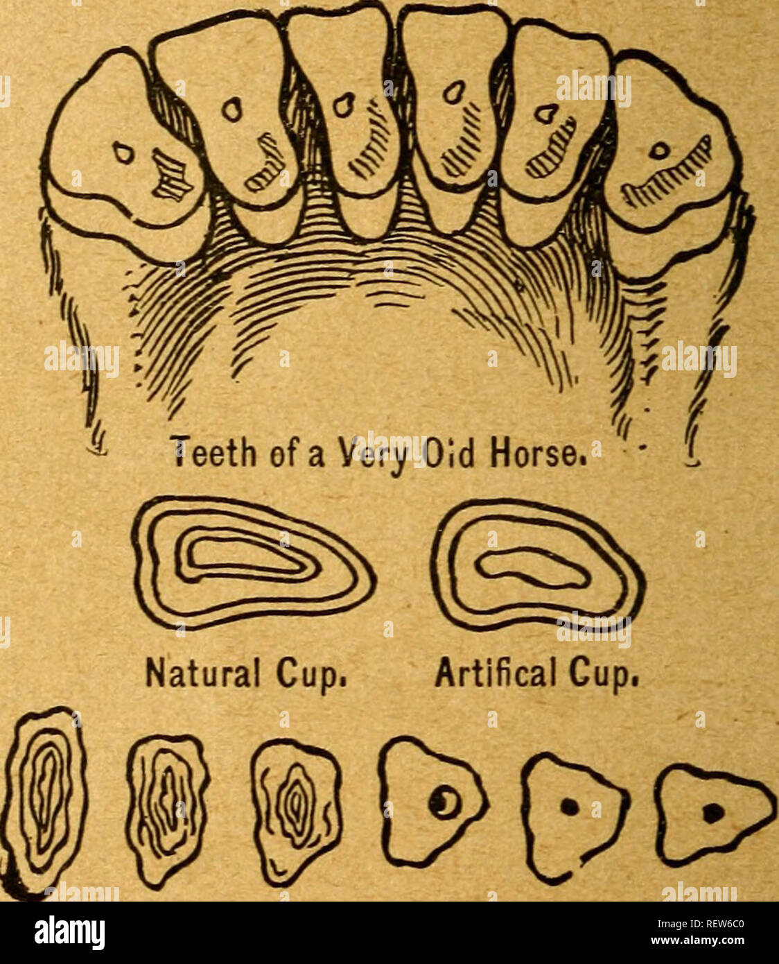 . Dr. Hess stock book : a scientific treatise on horses, cattle, sheep ...