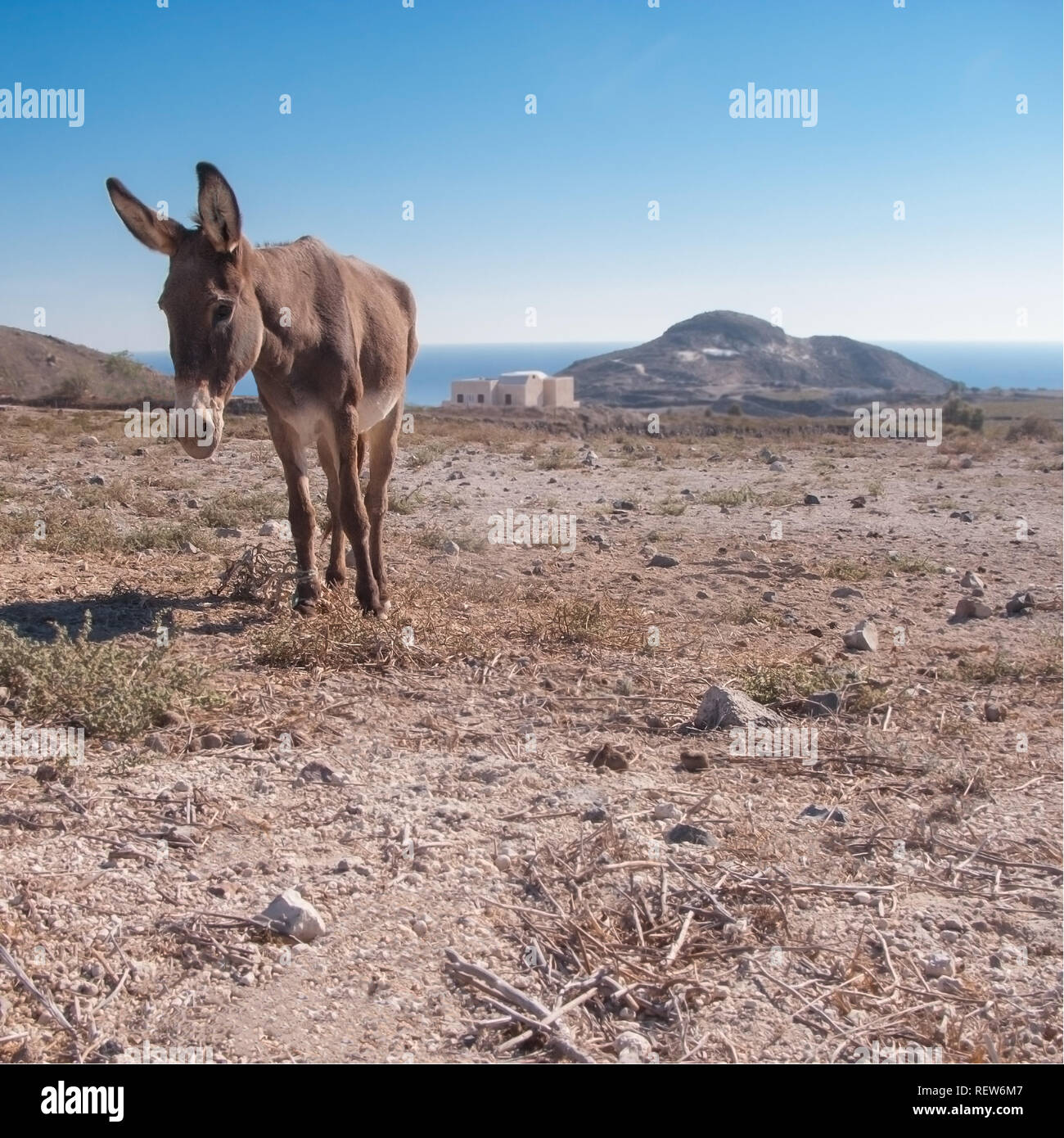 Donkey. Donkey standing in the desert The Portrait. The best photo of ...