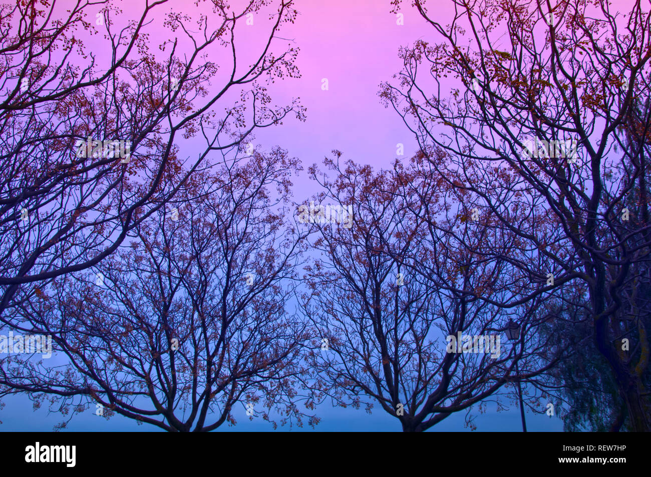 Trees with many branches, violet and blue sky, winter, Spain Stock ...