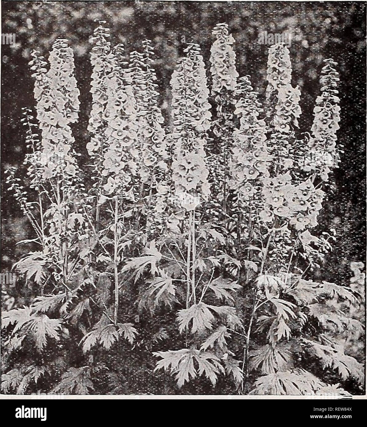 Blue flower trusses hi-res stock photography and images - Alamy