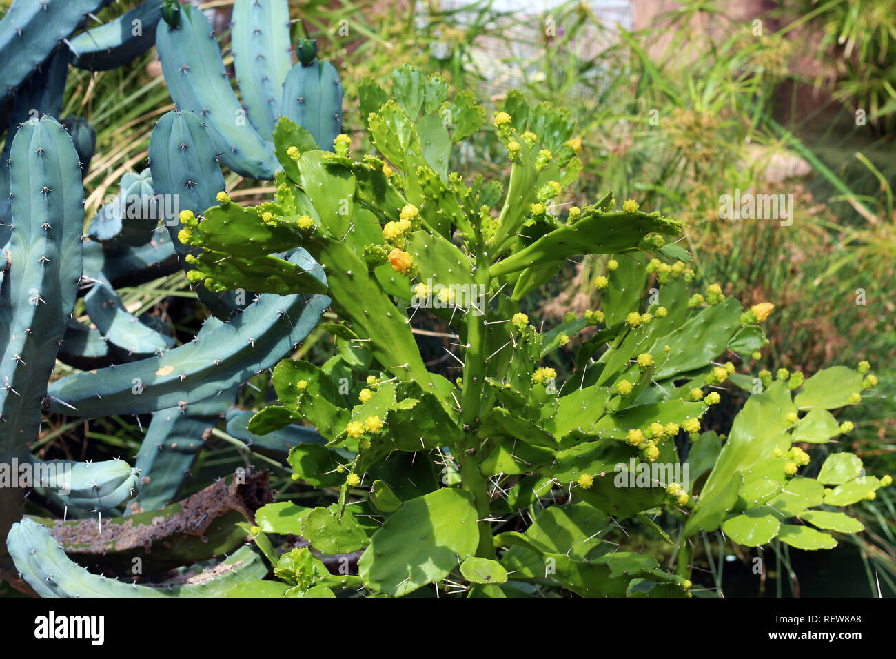 Columnar flower hi-res stock photography and images - Alamy