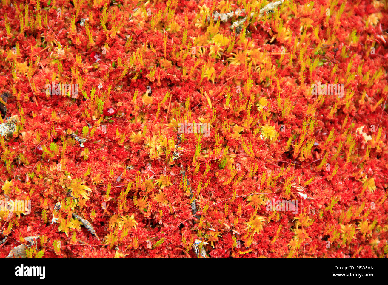 Texture from red moss on swamp in forest. Natural texture Stock Photo ...