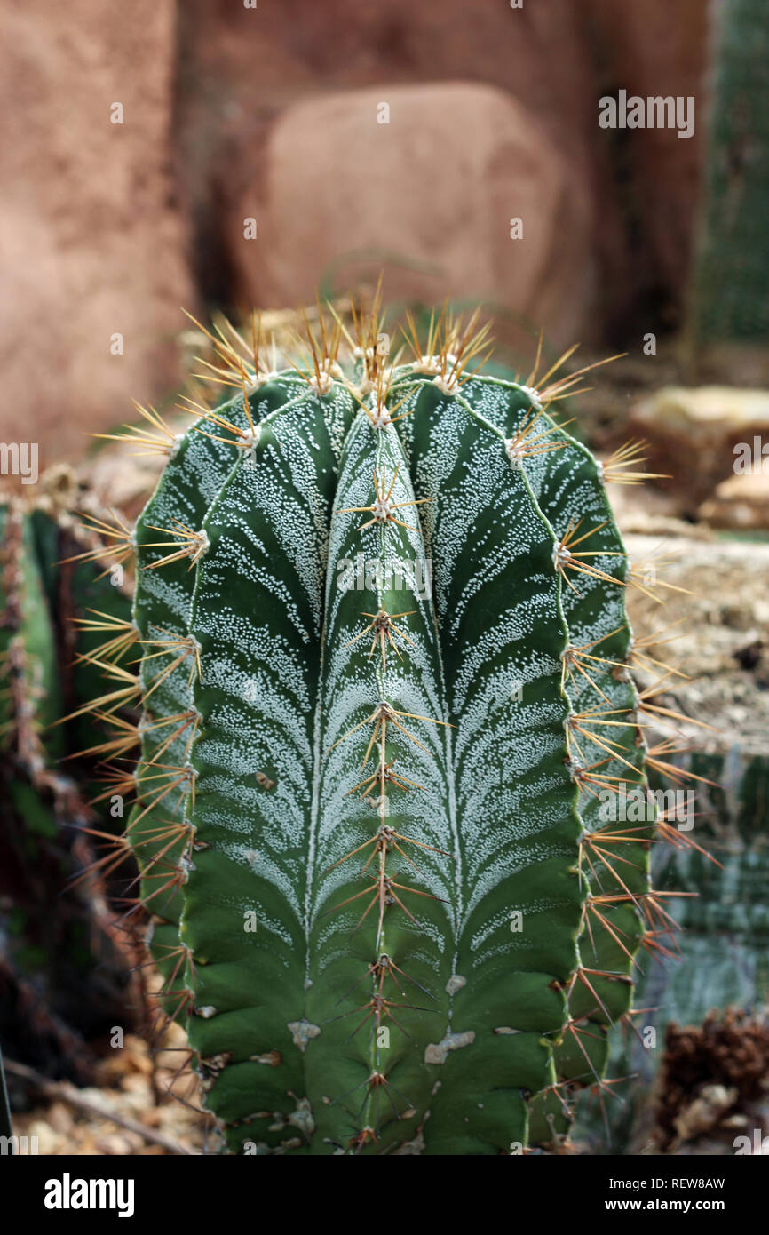 A green and white columnar cactus growing in a desert garden Stock ...