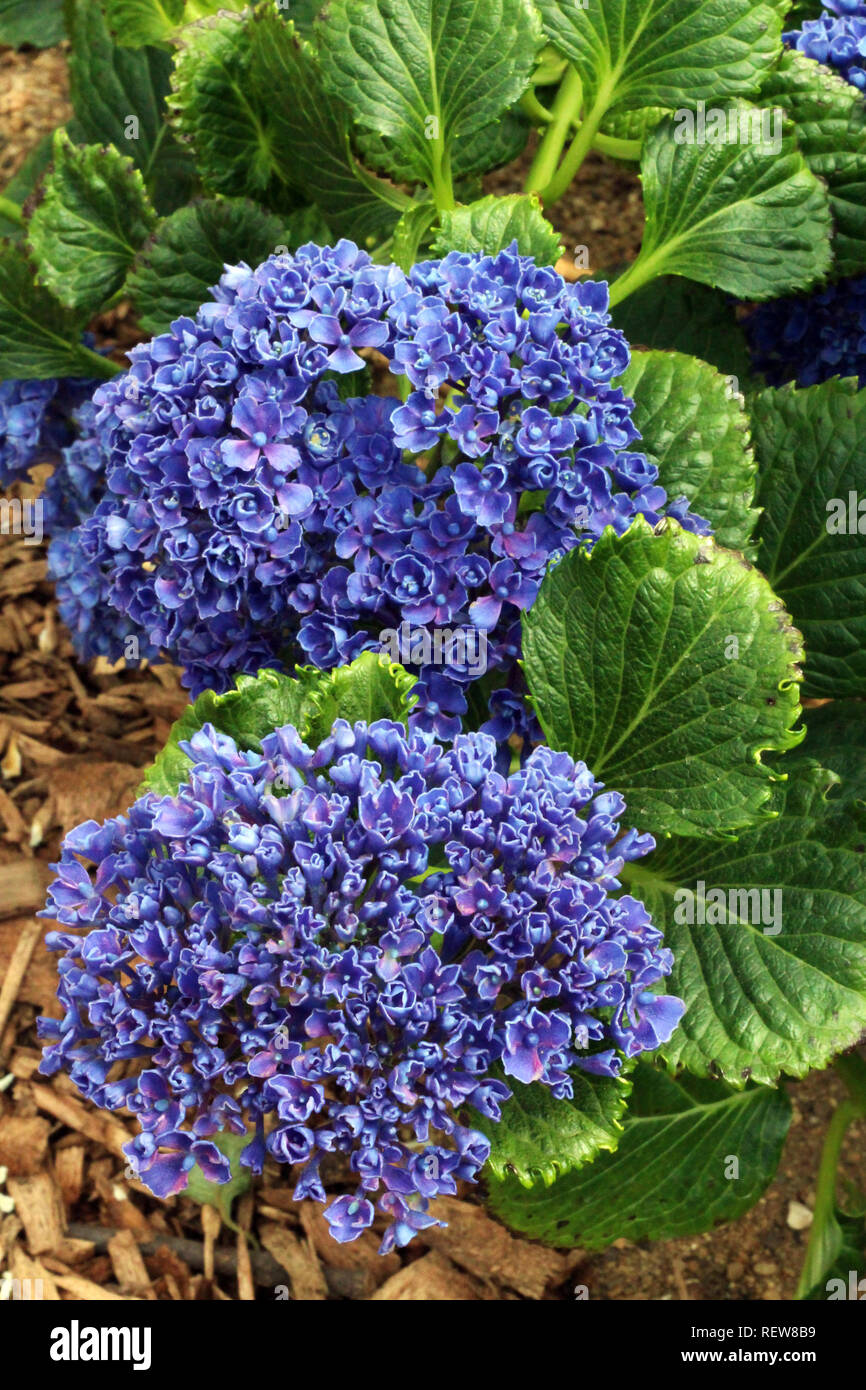 Low growing Hydrangea with large heads of purple-blue flowers in full ...