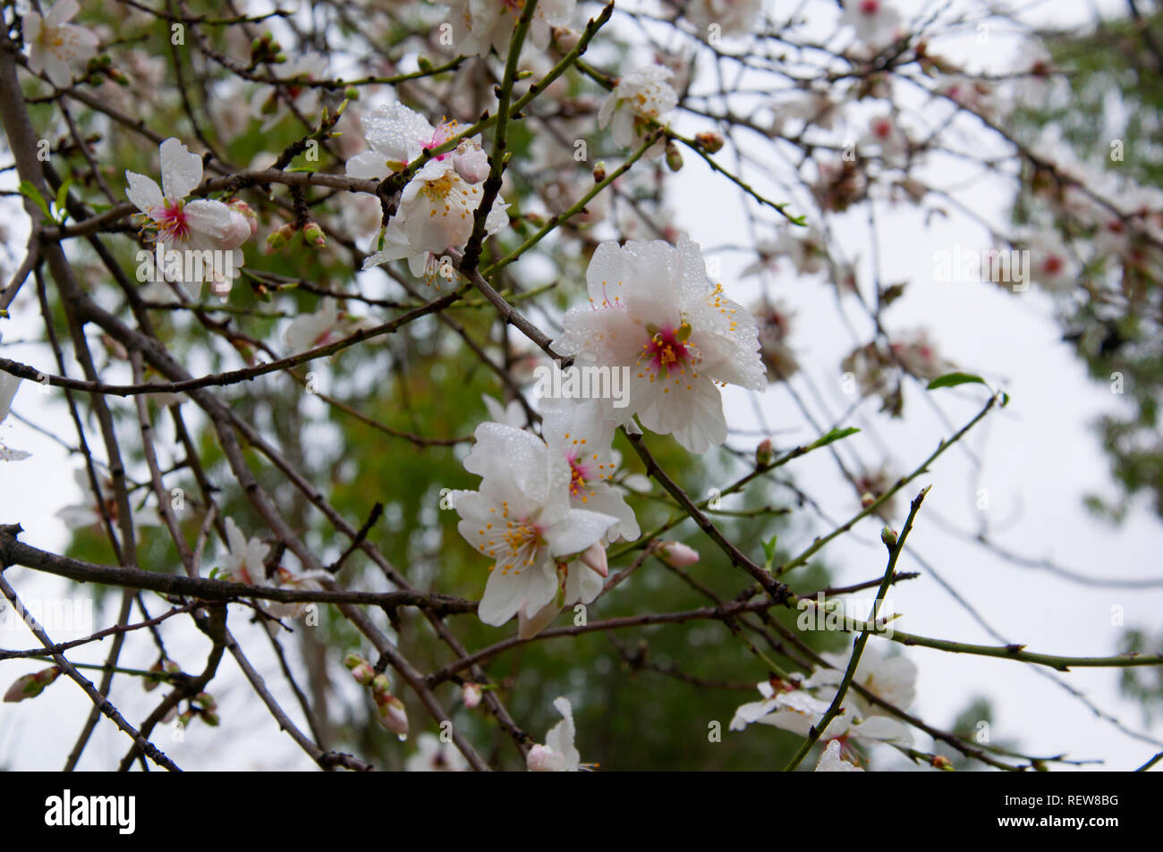 Japanese almond tree hi-res stock photography and images - Alamy