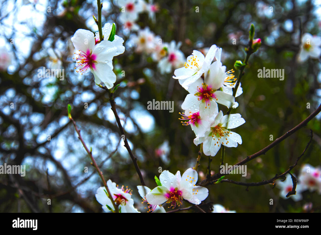 Japanese almond tree hi-res stock photography and images - Alamy
