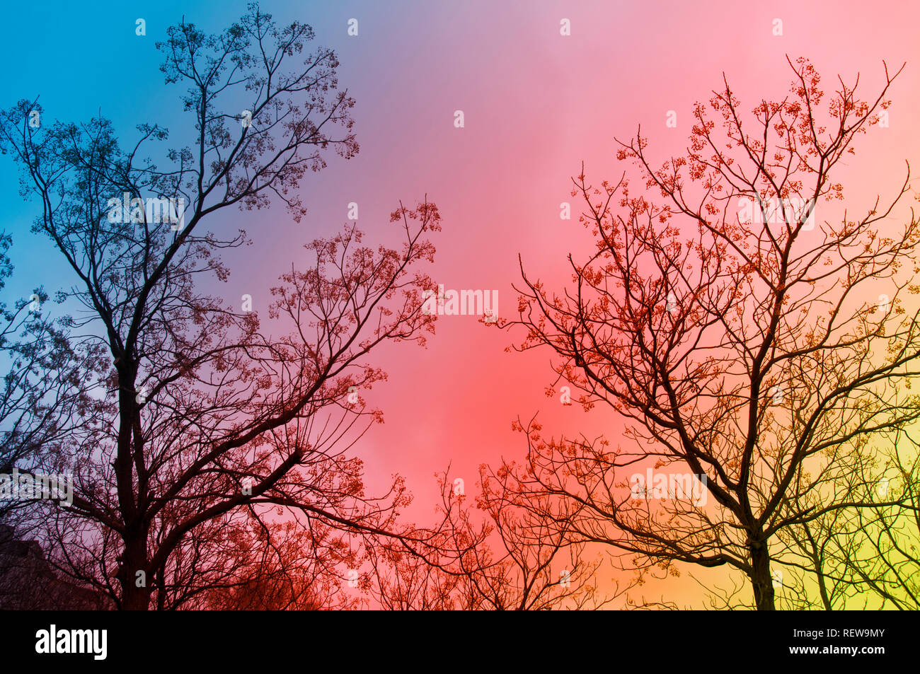 Trees without foliage hi-res stock photography and images - Alamy