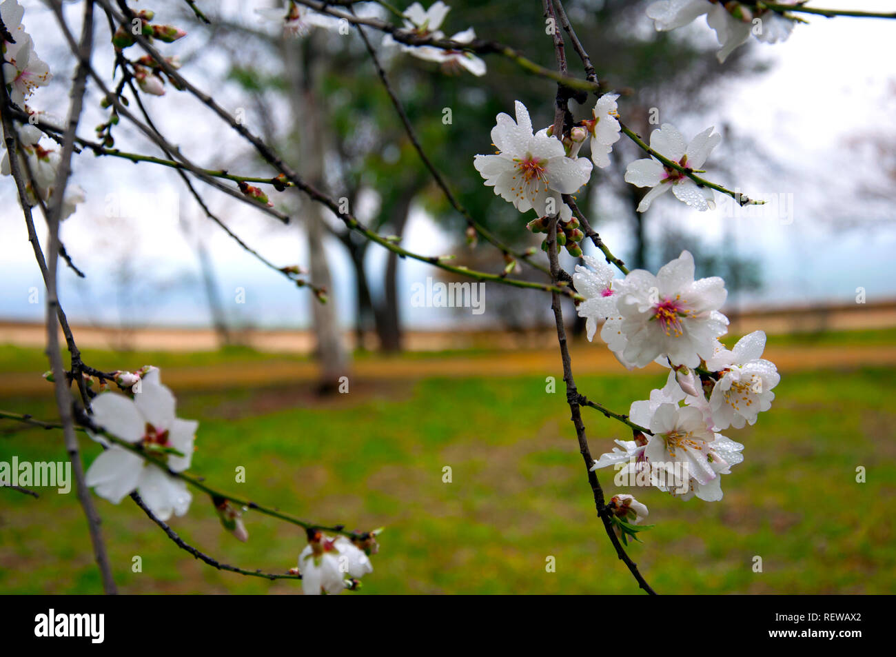 Japanese almond tree hi-res stock photography and images - Alamy
