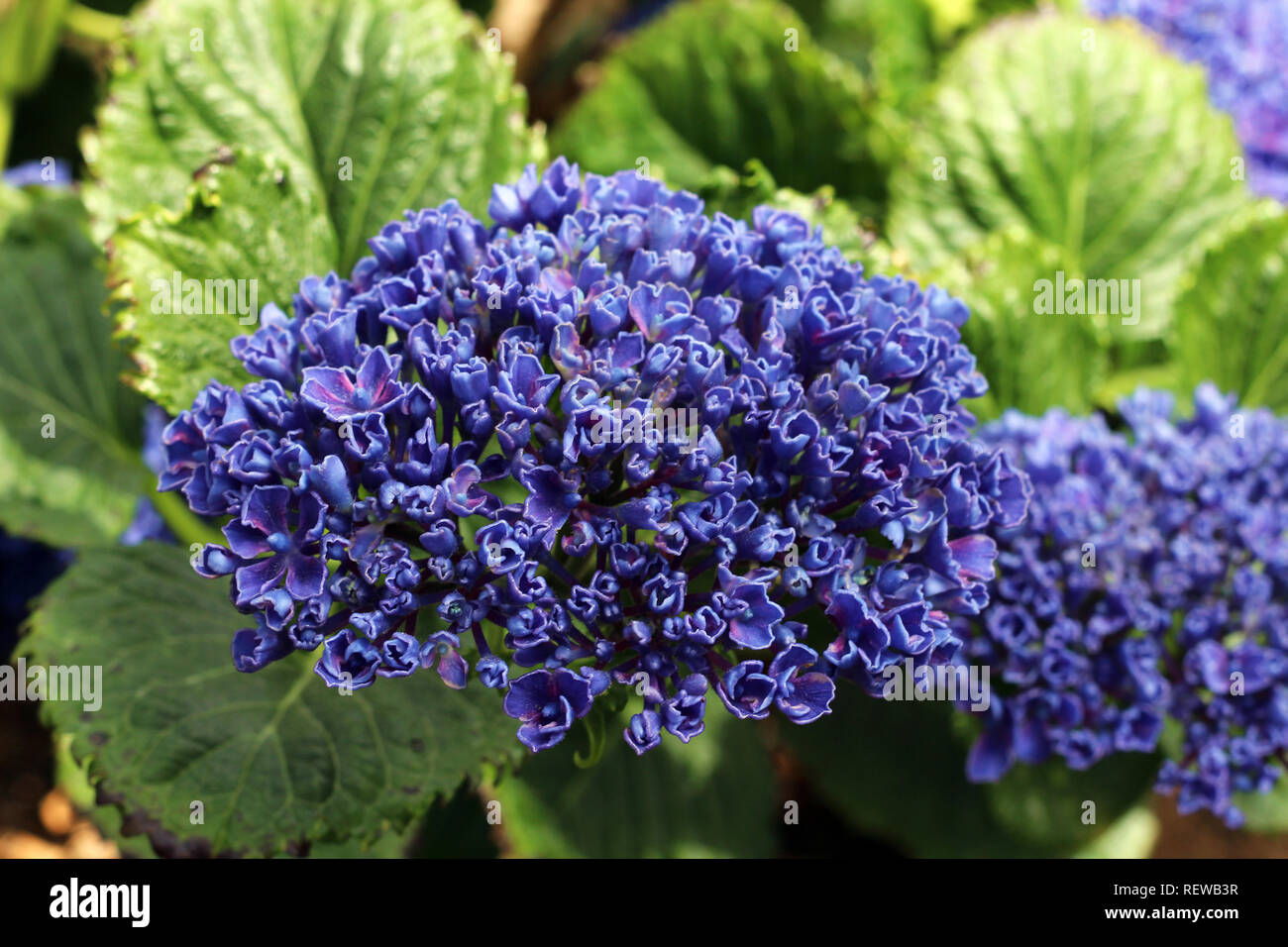 Close up of a low growing Hydrangea with large heads of purple-blue ...