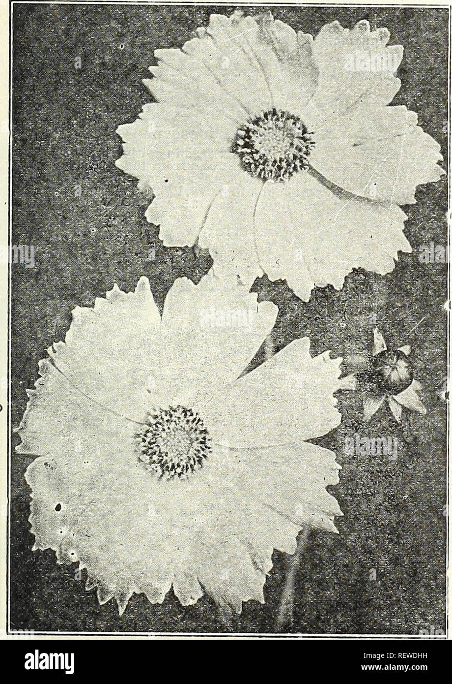 Arctic daisy hi-res stock photography and images - Alamy