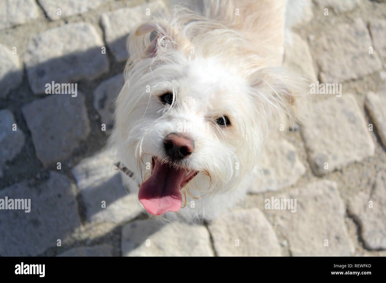 White dog on the street with tongue out. Top view Stock Photo - Alamy